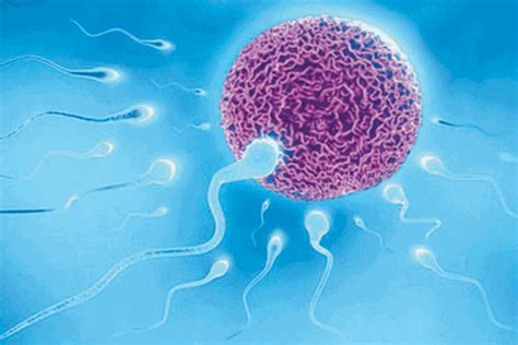 Male Fertility Crisis What Environmental Contaminants Have Got To Do With It The Citizen