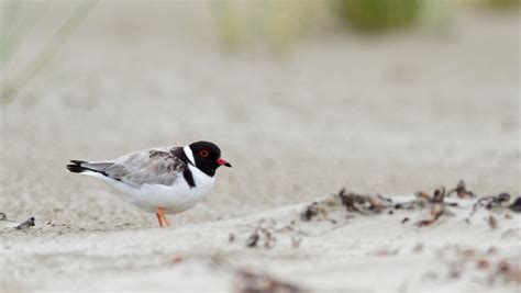 Hooded Plover Nesting Update Barwon Coast