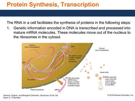 Ch 21 6 Genetic Code Protein Synthesis 5th Ed 5 Pptx