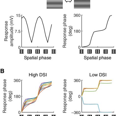 Photoreceptors Bipolar Cells Ganglion Cells Lateral Geniculate
