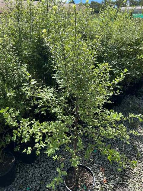 Pittosporum ‘ Silver Sheen Neth Green