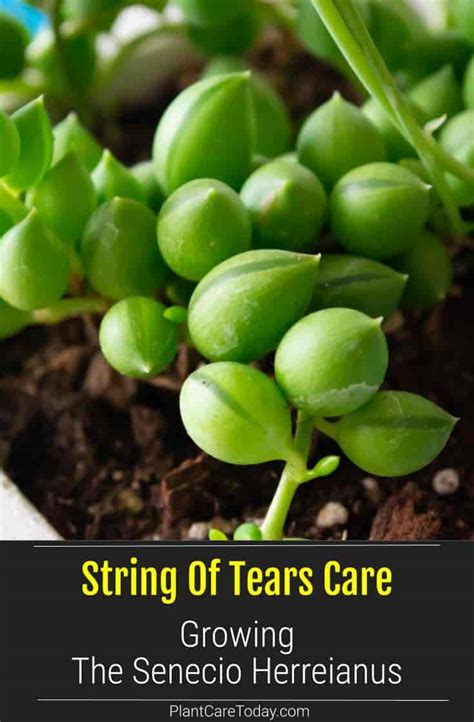 Growing String Of Tears How To Care For Senecio Herreianus Plants