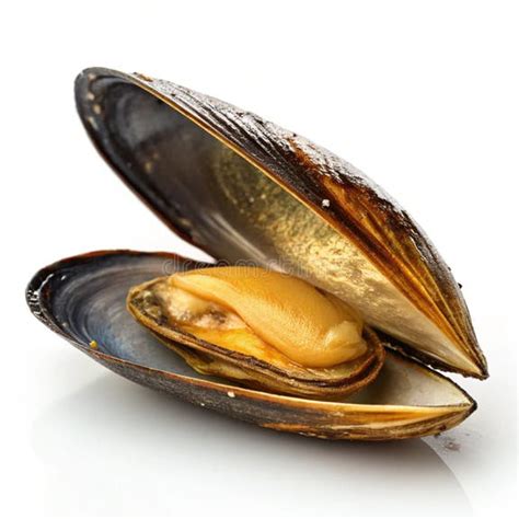 Mussel With Golden Interior Isolated On White Background Stock