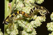 Insect Sex Wikimedia Commons