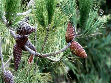 Solution Gymnosperms And Angiosperms Monocots Vs Dicots Diversity And Origin Geological