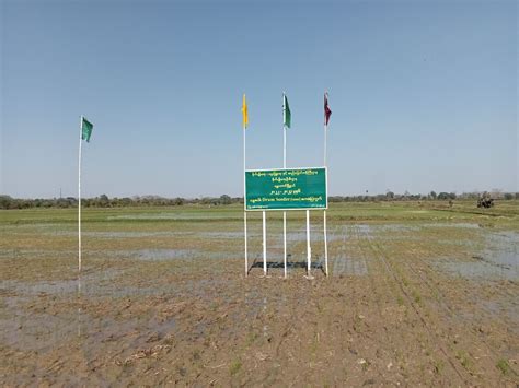 ရွှေတောင်မြို့နယ်တွင် တောင်သူများ ဆည်ရေဖြင့် နွေစပါးစိုက်ပျိုး Information And Public