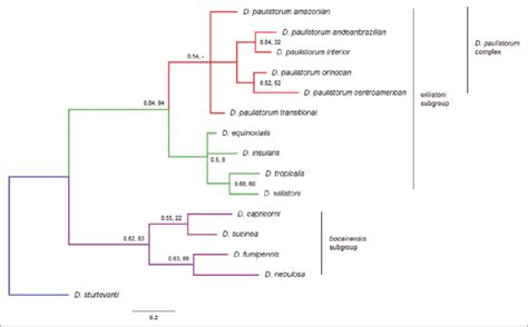 Bayesian Inference Tree Obtained With Morphological Dataset The