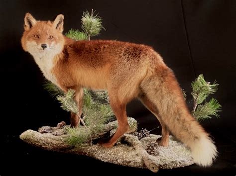 Workshop Life Size Fox European Institute Of Taxidermy Training