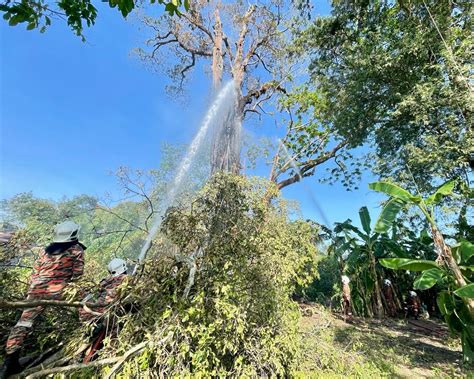Pokok Cengal 200 Tahun Terbakar Sejak Isnin