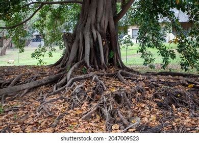 Best Exposed Large Root System Royalty Free Images Stock Photos Pictures Shutterstock