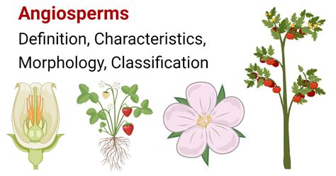 Angiosperms Plants