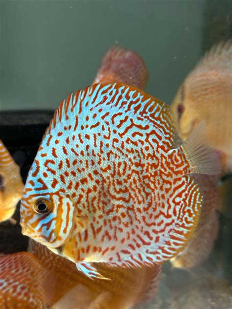 King Viper Discus RŮŽiČka Discus