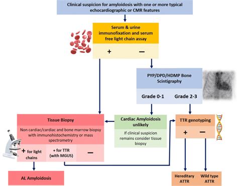 Suggested Algorithm For The Diagnosis Of Cardiac Amyloidosis