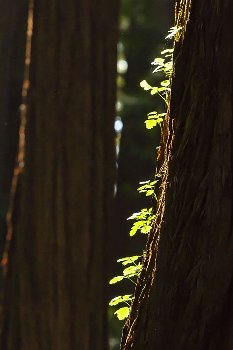 Grizzly Creek Redwoods Sp River Campground Campground Details