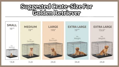 Golden Retriever Complete Breed Guide And Health Facts 2025