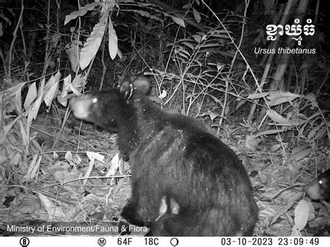 ប្រភេទសត្វព្រៃជាច្រើនប្រភេទនៅកម្ពុជា ត្រូវបានថតបានតាមរយៈម៉ាស៊ីនថតស្វ័យប្រវត្តិ សារព័ត៌មាន នគរវត្ត