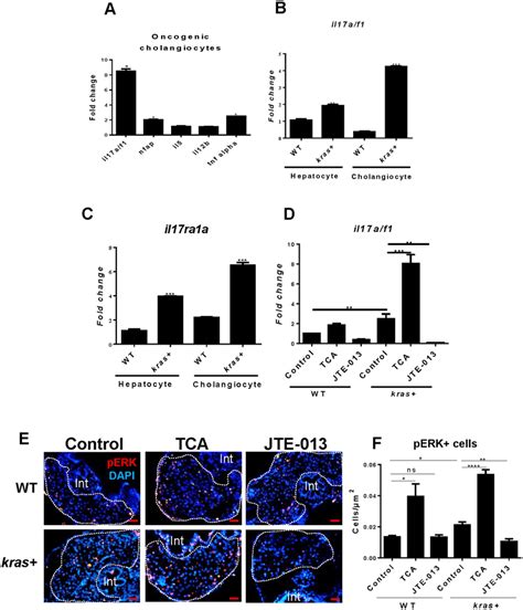 Expression Of Selected Cytokine Mrnas In Hepatocytes And Cholangiocytes Download Scientific