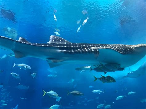 Analyzing Tls Encrypted Traffic Through Sslkeylogfile