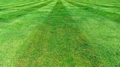 Lawn Mowing Frequency A Guide To The Perfect Lawn Care Routine — Terra Lawn Care Specialists