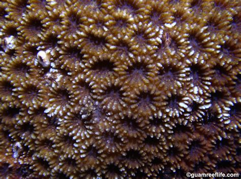 Dipsastraea Guamreeflife