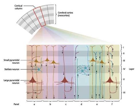 Visual Cortex Layers