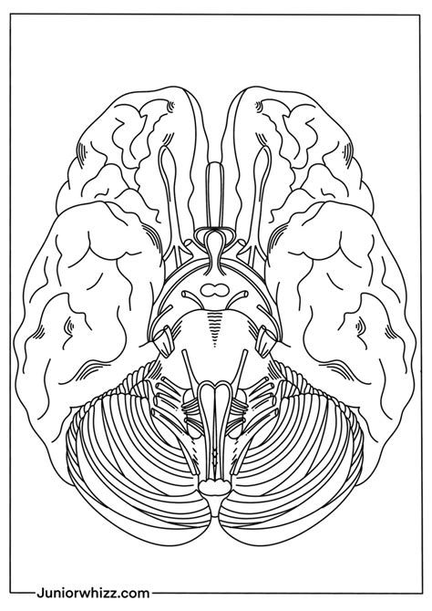 Brain Anatomy Coloring Sheet Pdf
