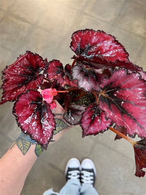 Bégonia Red Ruby Jungleroseinc