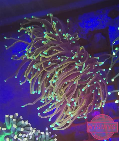 Euphyllia Glabrescens Golden Torch Dragon Soul Wysiwyg 3 Köpfe