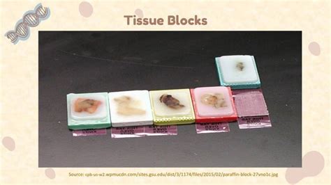 Histological Techniques Perform Fixation And Tissue Processing