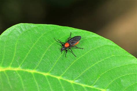 Ladybug Larvae In Natural Stateï¼Œ North China Stock Image Image Of Larval Ladybird 383284901