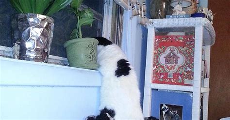 Gopher Cat Sees Something Outside Imgur