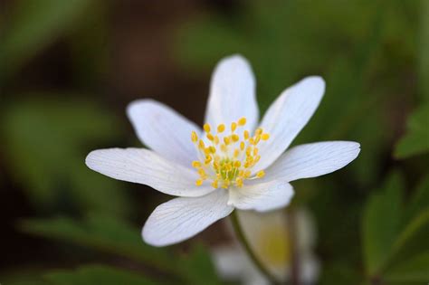 Bunga Putih Kelopak Foto Gratis Di Pixabay Pixabay