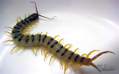 ТОП 10 удивительно крупных беспозвоночных животных