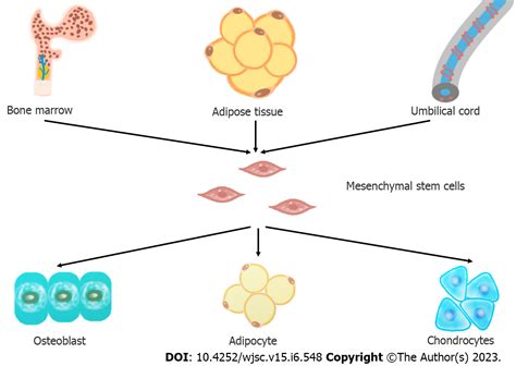 Factors Affecting Osteogenesis And Chondrogenic Differentiation Of Mesenchymal Stem Cells In
