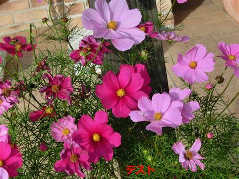 Opencvsharpを使って、画像中の不要オブジェクトの除去をしてみる Sourcechord