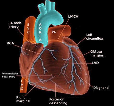 Anatomy Thorax Heart Coronary Arteries Statpearls Ncbi Bookshelf