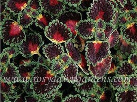 Coleus Trailing Lava Rose Small Trailing Small Rounded Leaves Are Dark Burgundy With Rose