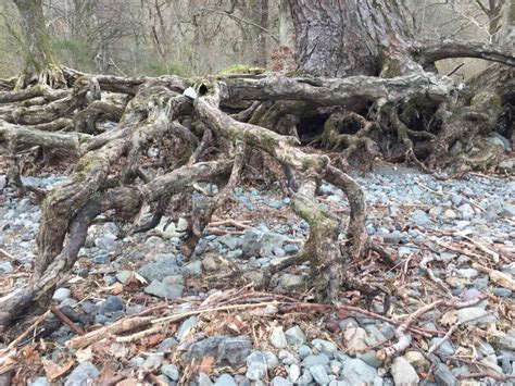 Tree Root Network Exposed By Water And Wind Stock Image Image Of Soil Water 143689319
