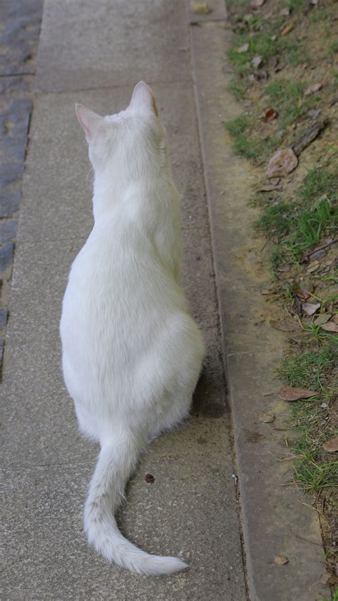 小动物素材 小动物模板 小动物图片免费下载 设图网