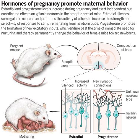 Pregnant Mouse Giving Birth