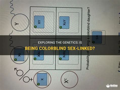 Exploring The Genetics Is Being Colorblind Sex Linked Medshun