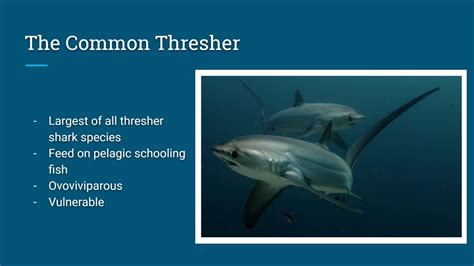 Common Thresher Shark Habitat The Thresher Sharks Of Malapascua