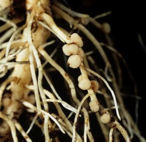 Nitrogen Fixing Bacteria Habitat Functions Secondary Education And Babes