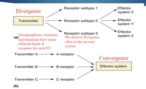 Lesson 6162 Neurotransmitter Systems Flashcards Quizlet
