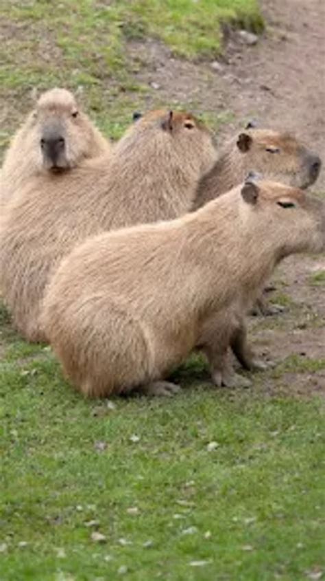 Capybara Wallpaper For Android Download Capybara Wallpaper For Android Download