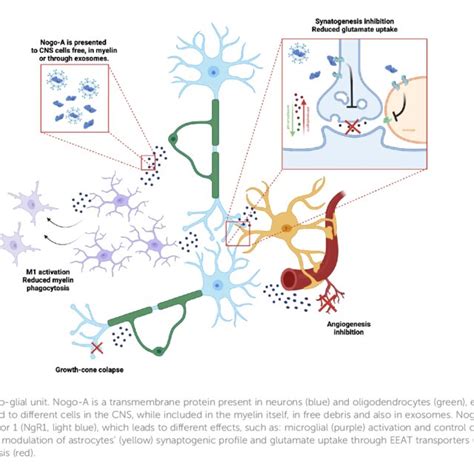 Most Prevalent Forms Of Cns Inflammatory Demyelinating Diseases Download Scientific Diagram