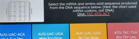 select the mrna and amino acid sequence produced from the dna sequence