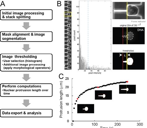 custom designed matlab software enables rapid analysis of nuclear