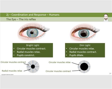 2j Coordination Humans