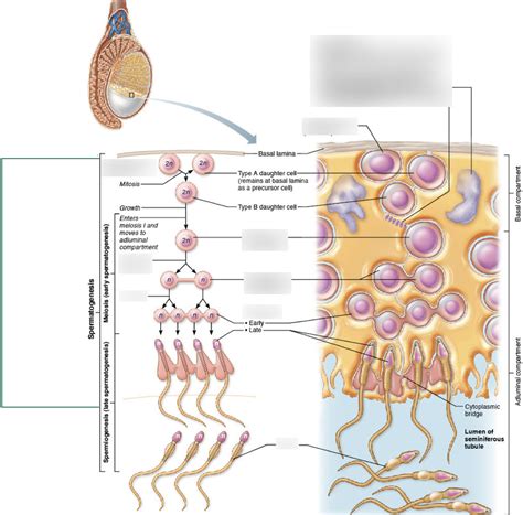 Spermatogenesis Diagram Quizlet